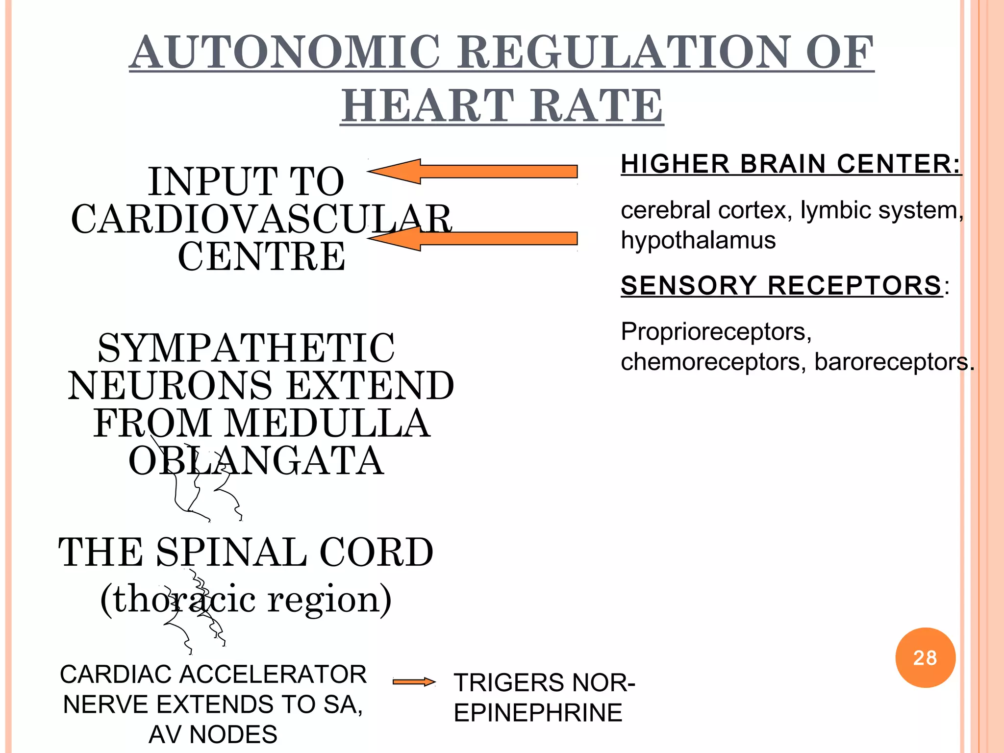1 anatomy and-physiology-of-the-cardiovascular-system (2) | PPT