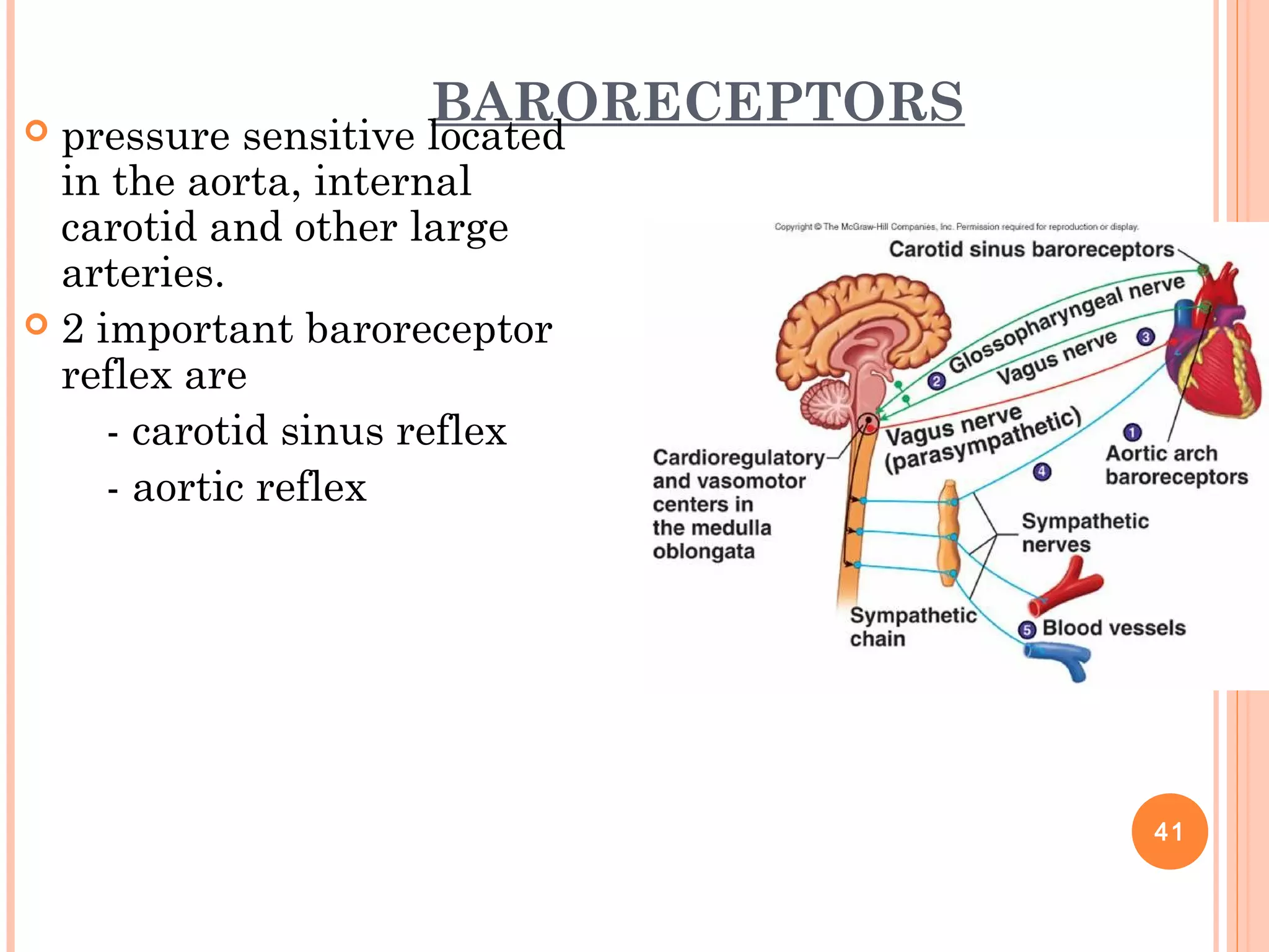 1 anatomy and-physiology-of-the-cardiovascular-system (2) | PPT
