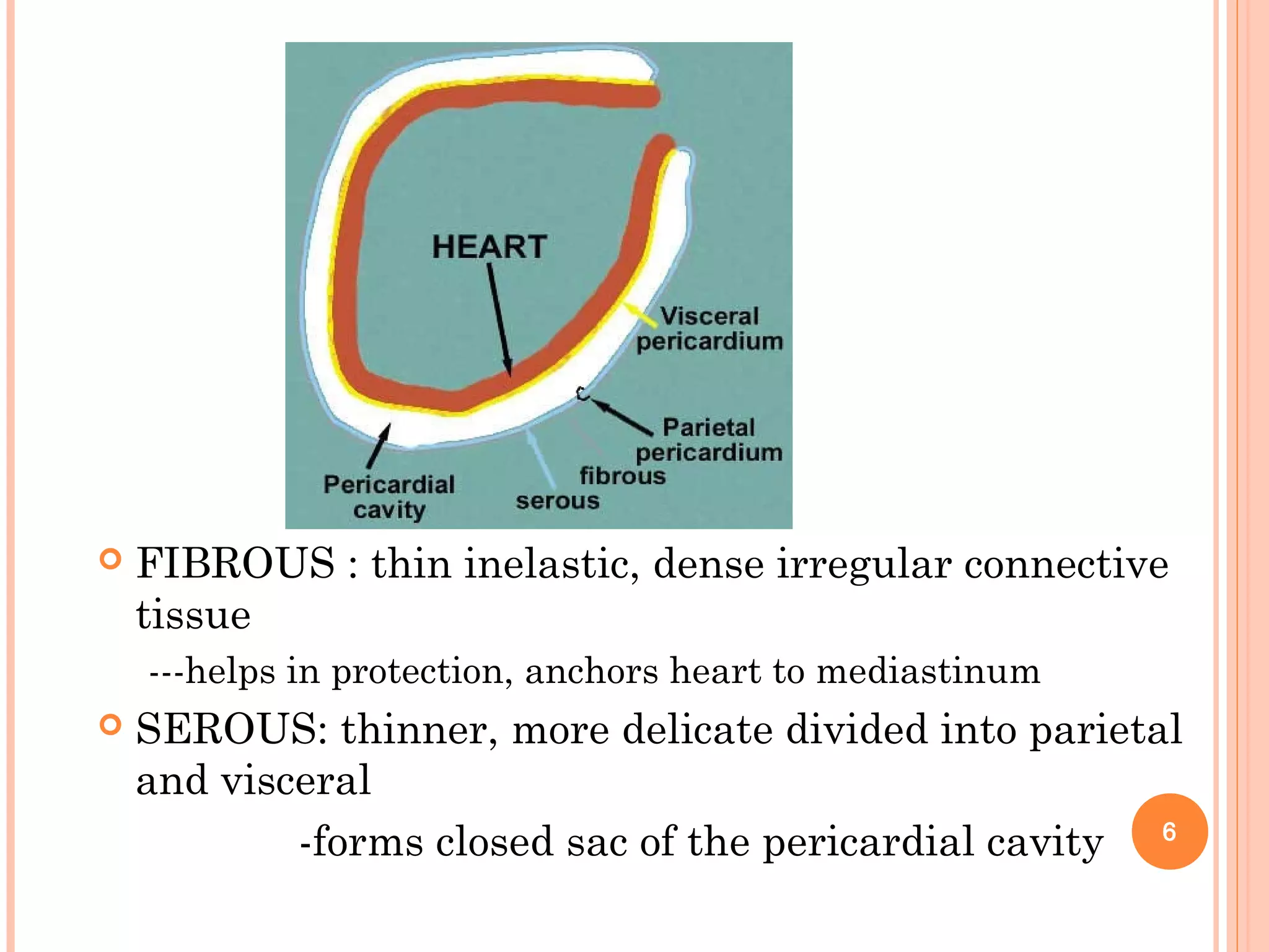 1 anatomy and-physiology-of-the-cardiovascular-system (2) | PPT
