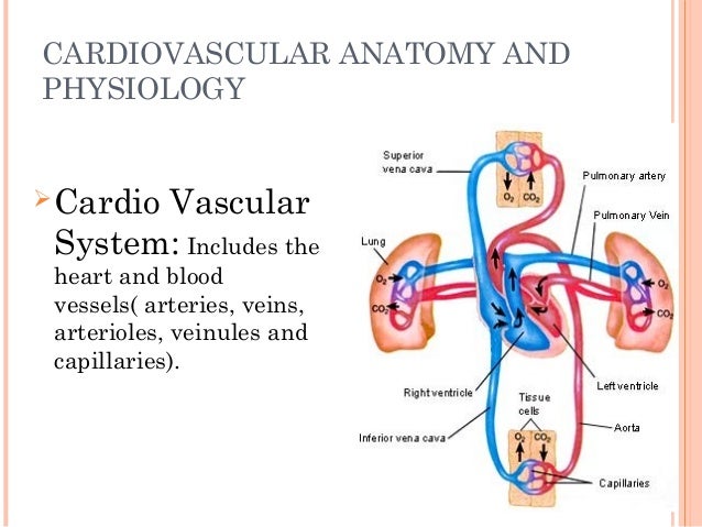 1 anatomy and-physiology-of-the-cardiovascular-system (2)