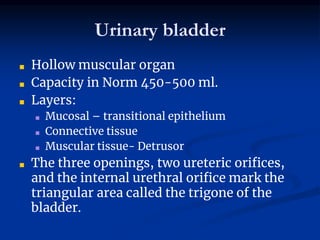 anatomy of urology.pptx