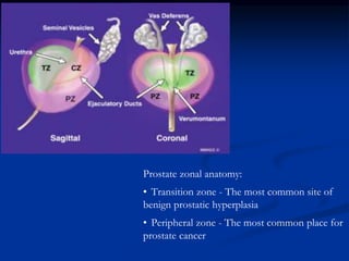 anatomy of urology.pptx