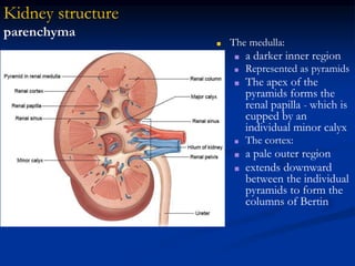 anatomy of urology.pptx