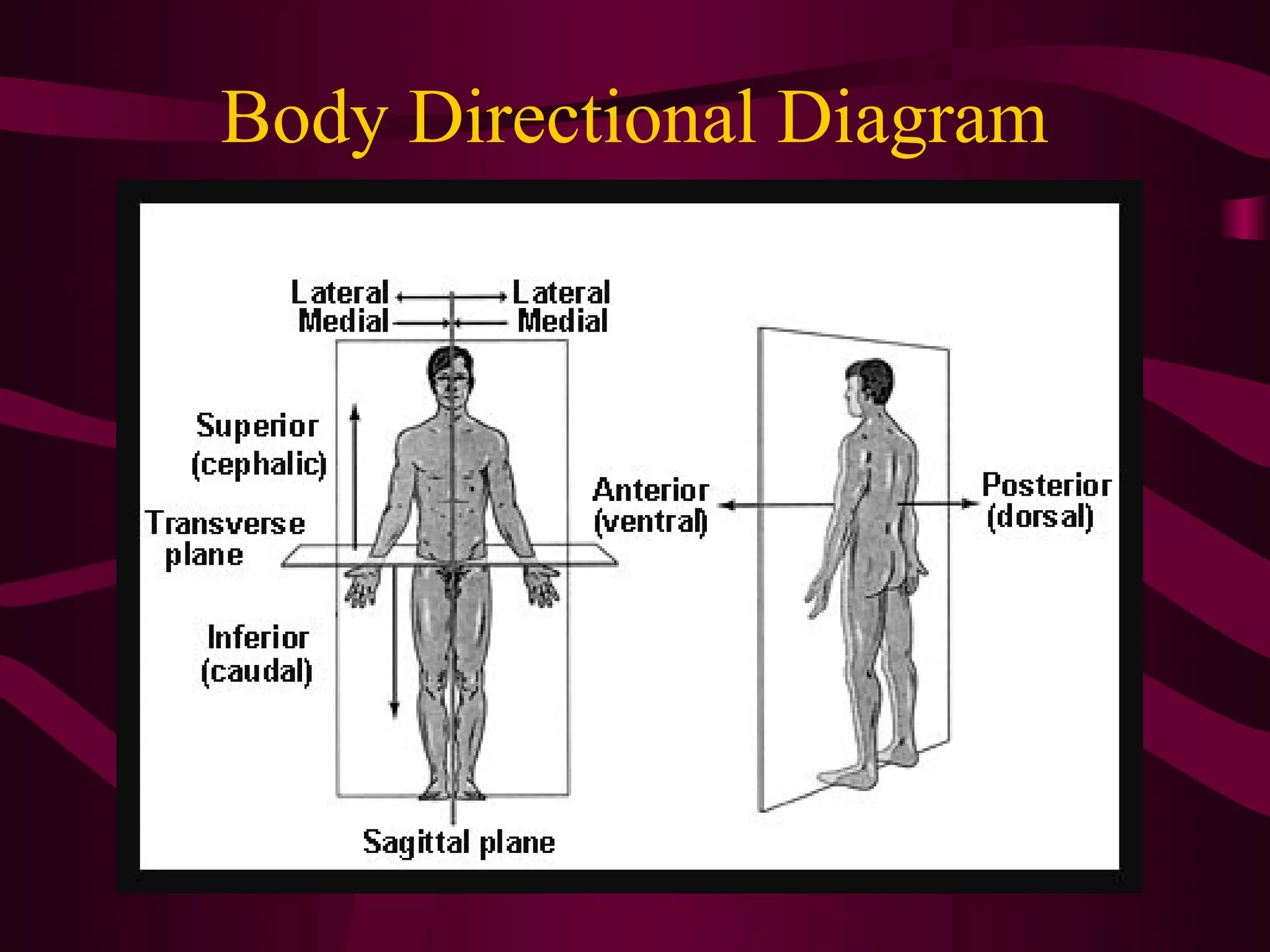 1 Anatomy and Physiology OF THE HUMAN BODY | PPTX