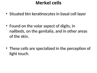 1 Anatomy and Physiology of skin and Appendages.pptx