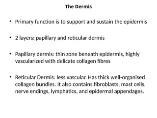 1 Anatomy and Physiology of skin and Appendages.pptx