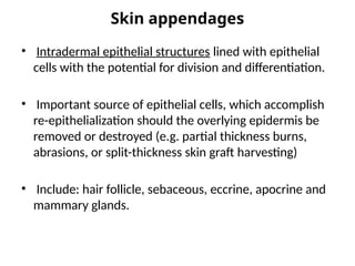 1 Anatomy and Physiology of skin and Appendages.pptx