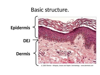 1 Anatomy and Physiology of skin and Appendages.pptx