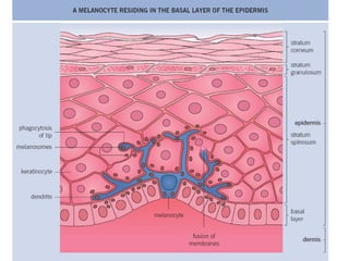 1 Anatomy and Physiology of skin and Appendages.pptx
