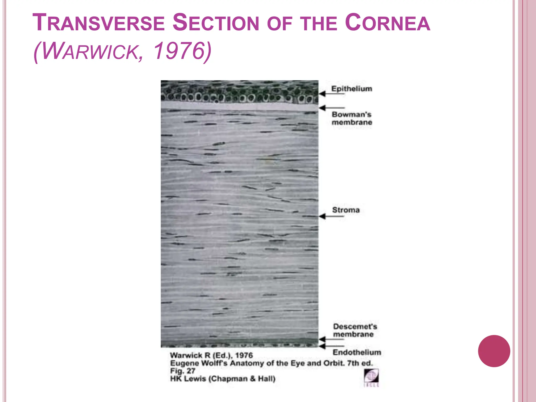1 Anatomy(Ant.segment-1) .pptx