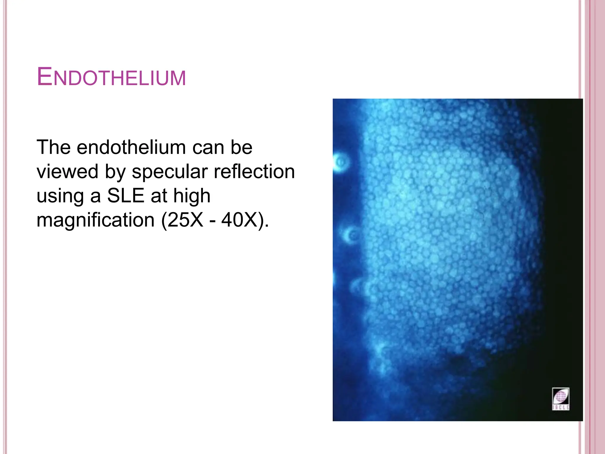1 Anatomy(Ant.segment-1) .pptx