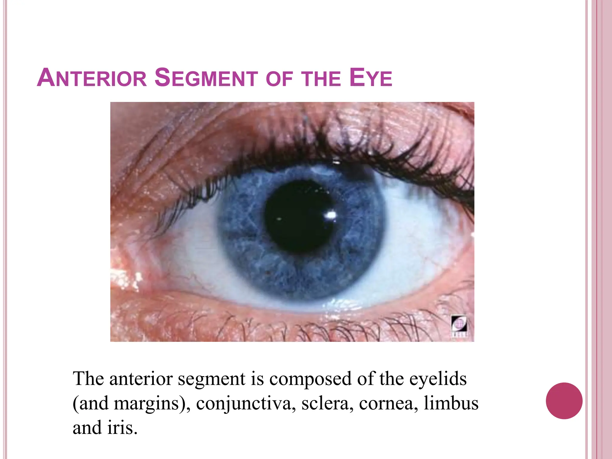 1 Anatomy(Ant.segment-1) .pptx