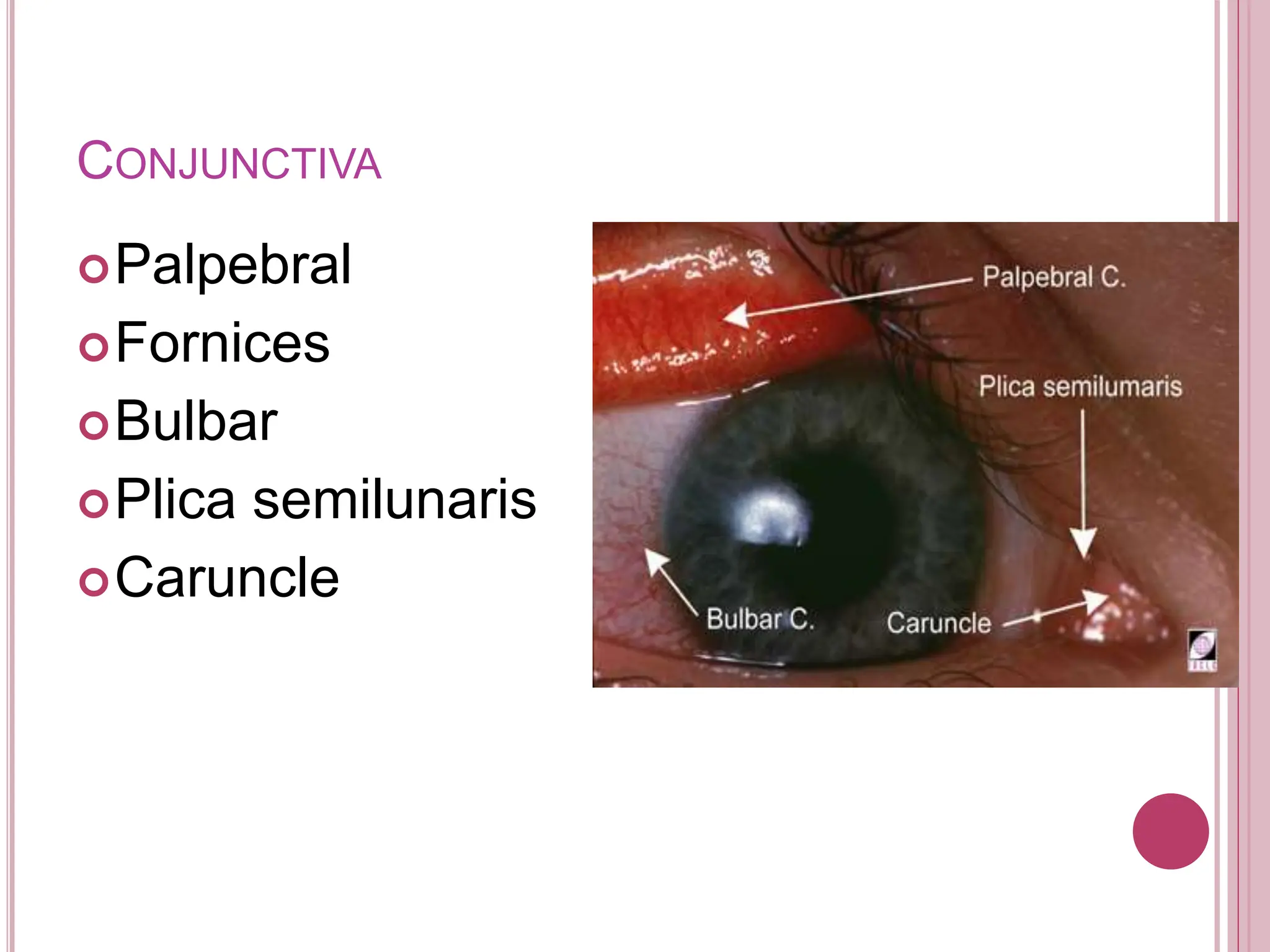 1 Anatomy(Ant.segment-1) .pptx