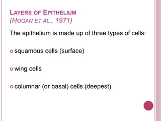 1 Anatomy(Ant.segment-1) .pptx