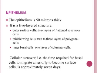 1 Anatomy(Ant.segment-1) .pptx