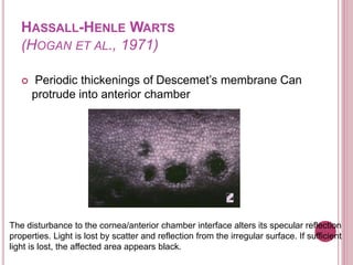 1 Anatomy(Ant.segment-1) .pptx