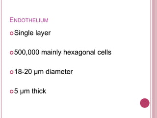 1 Anatomy(Ant.segment-1) .pptx