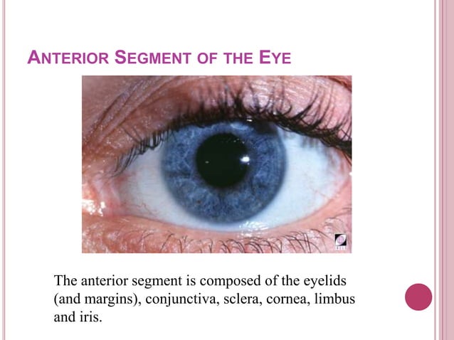 1 Anatomy(Ant.segment-1) .pptx