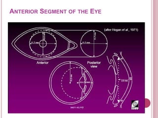 1 Anatomy(Ant.segment-1) .pptx