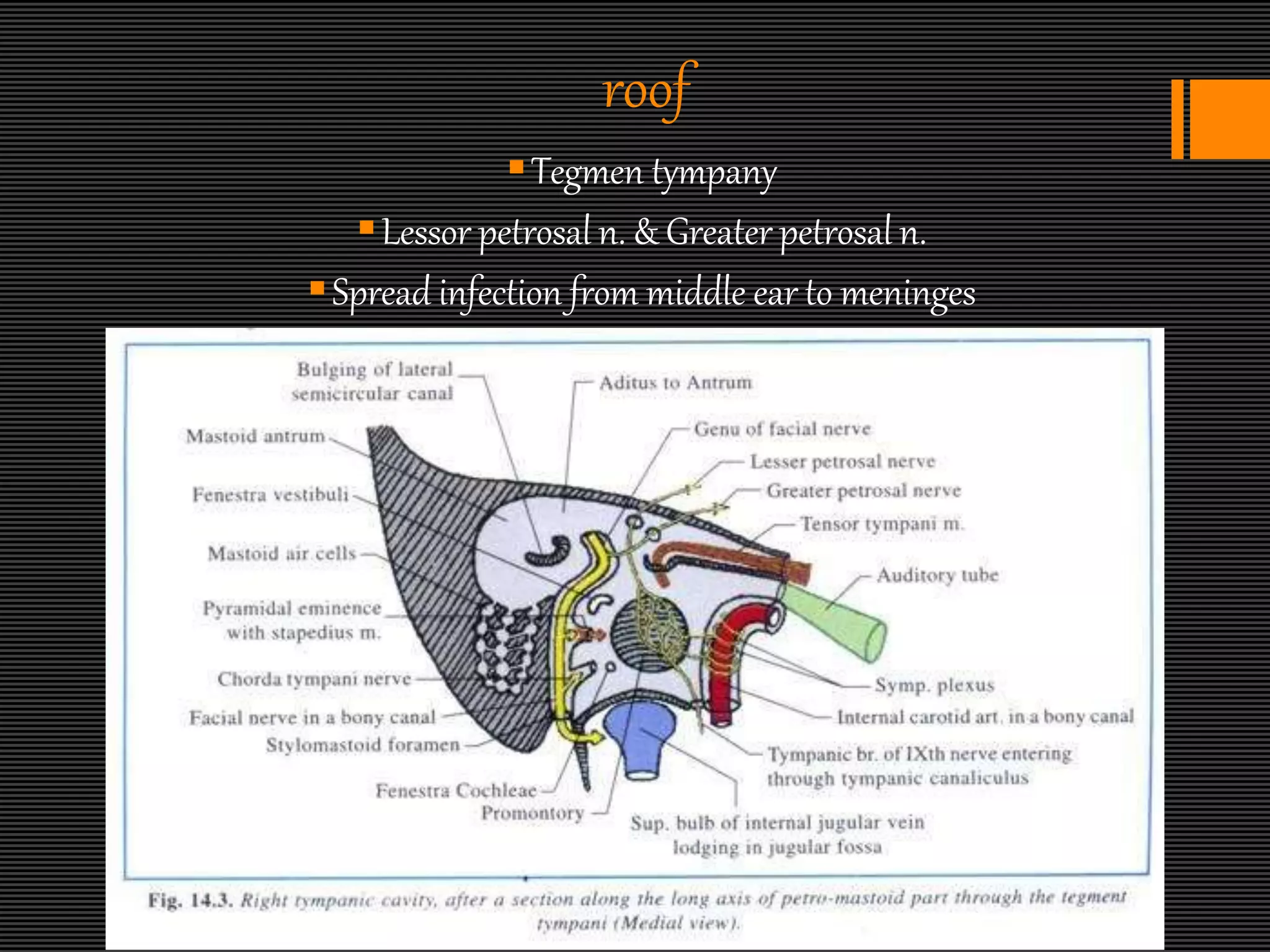 anatomy of ear | PPTX