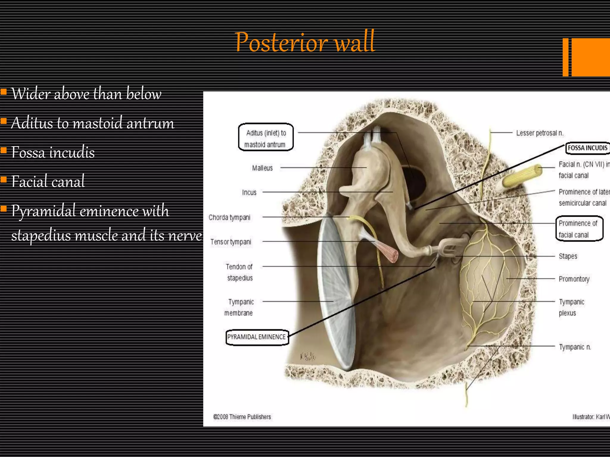 anatomy of ear | PPT
