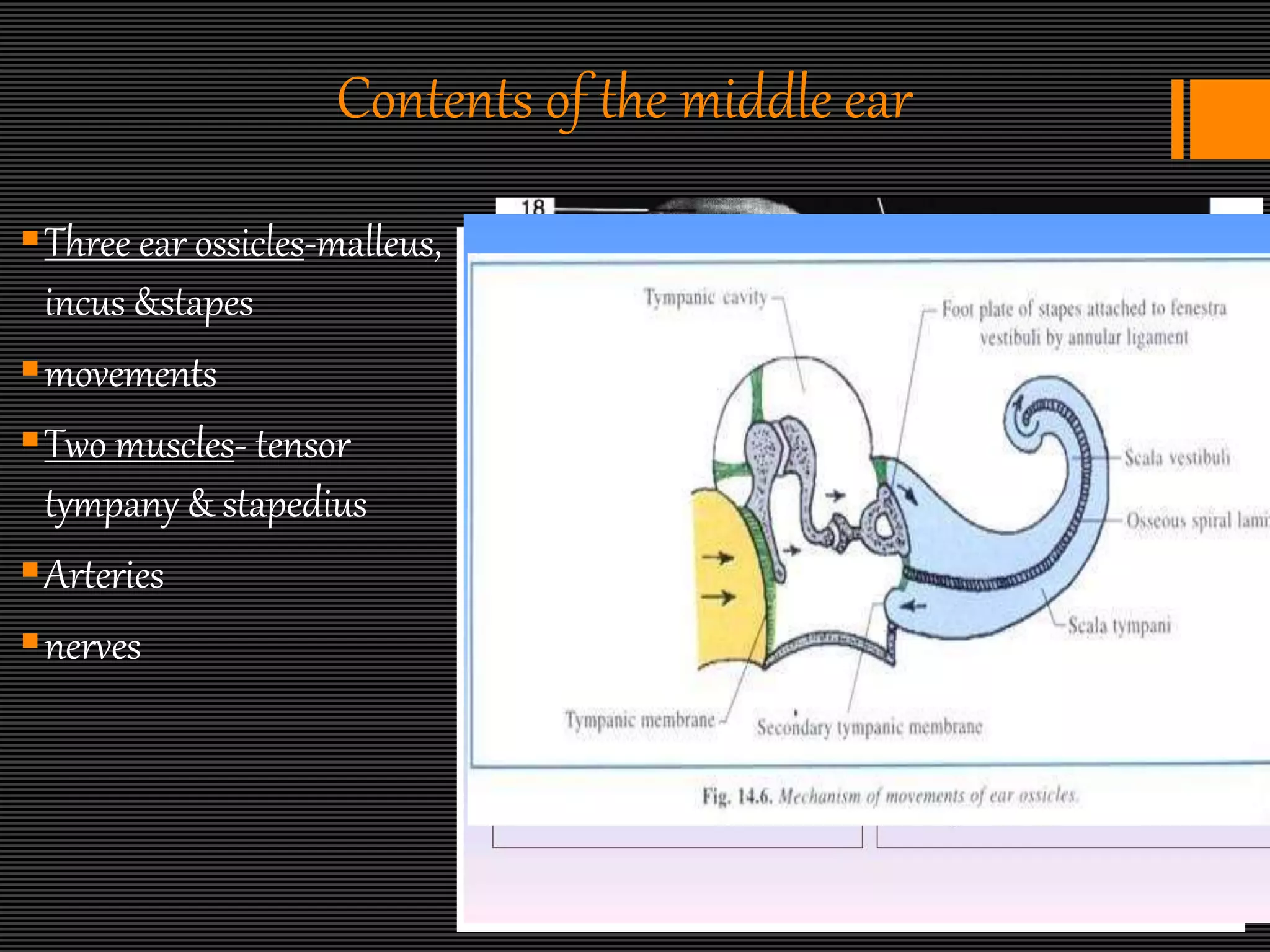 anatomy of ear | PPTX