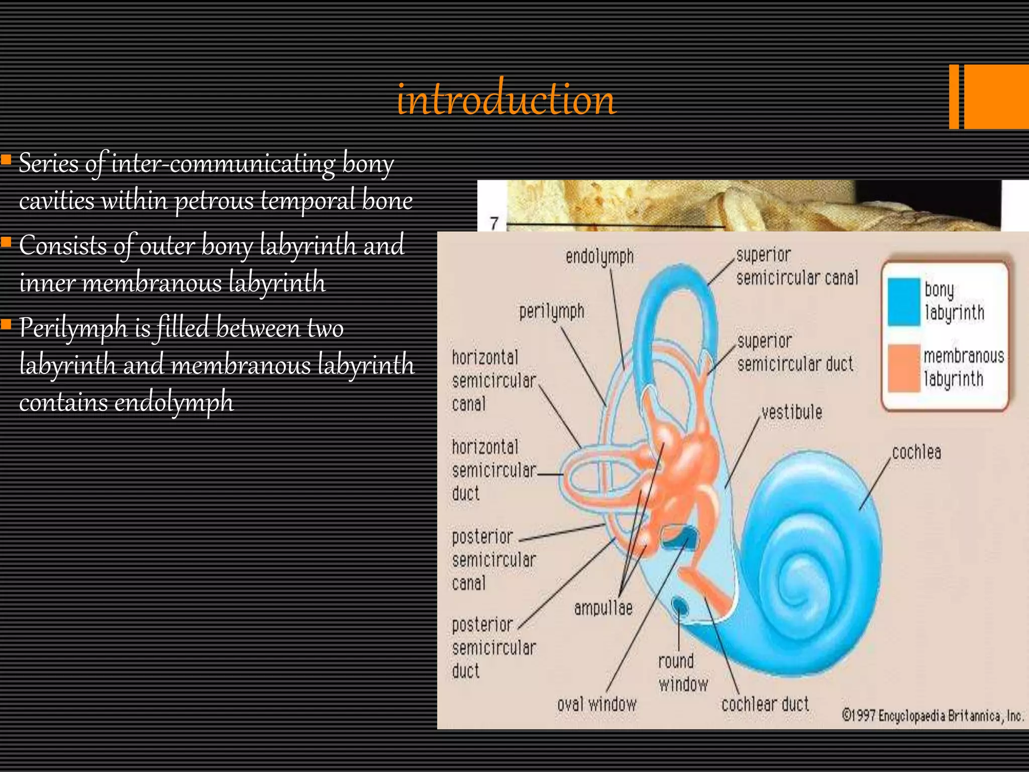 anatomy of ear | PPTX
