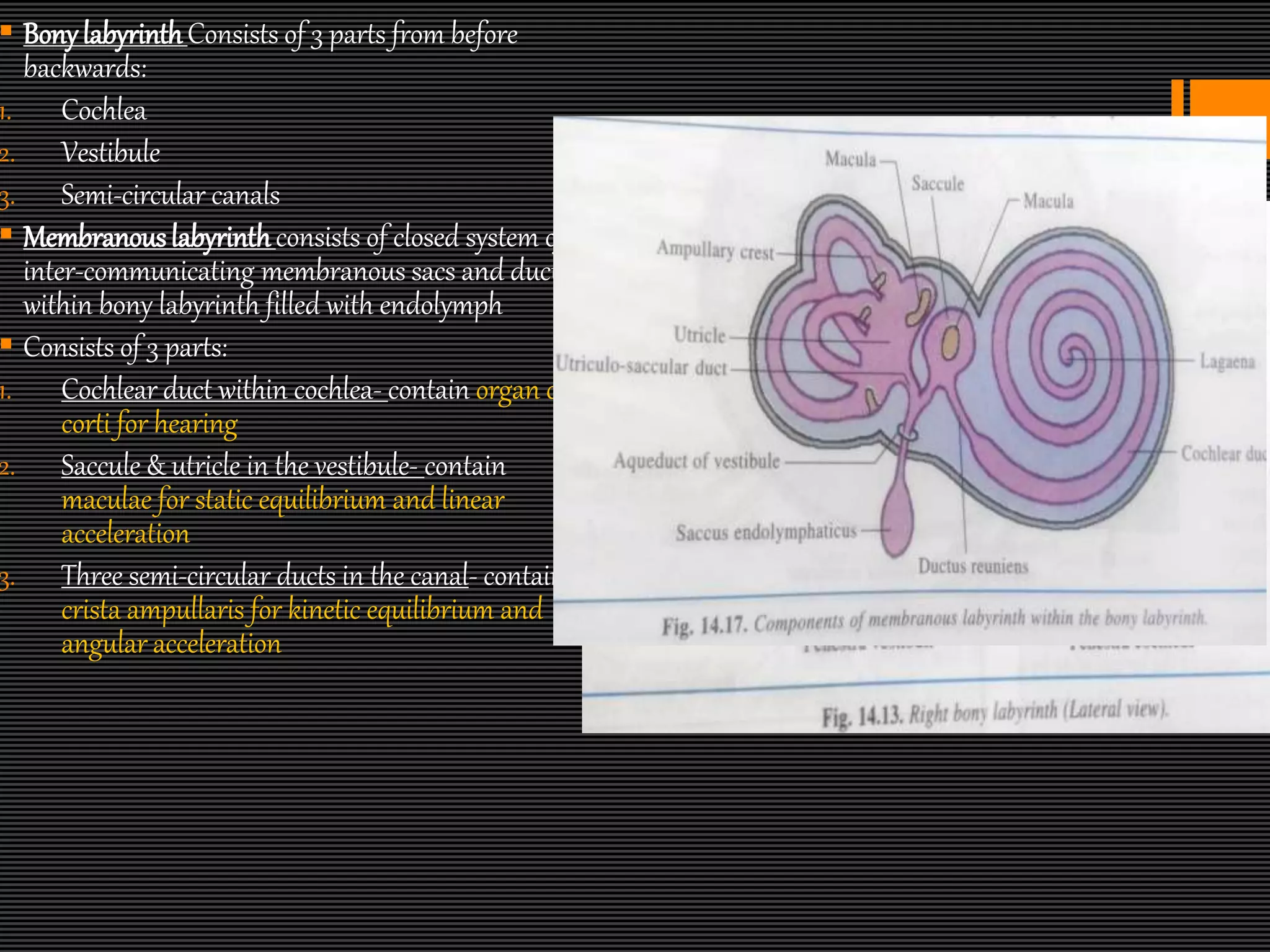 anatomy of ear | PPTX