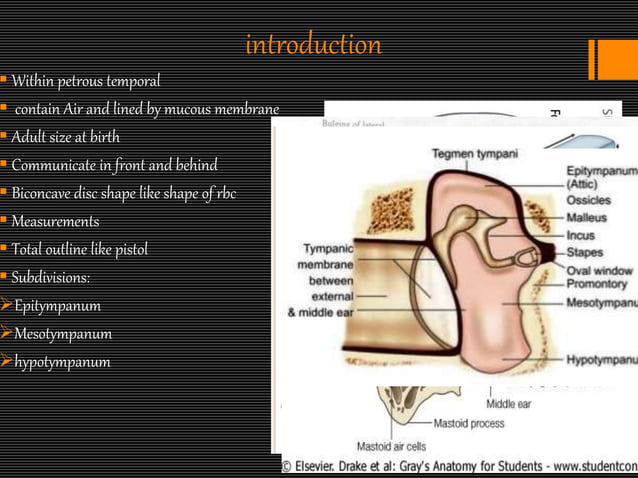 anatomy of ear | PPT