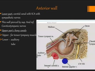 anatomy of ear | PPTX