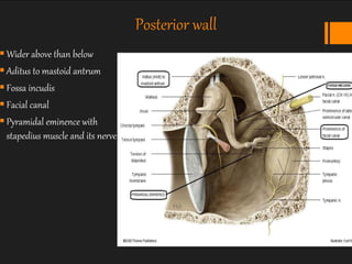 anatomy of ear | PPTX