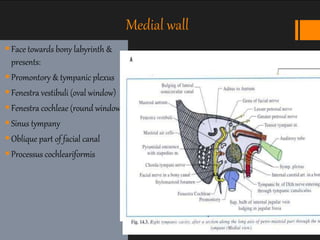 anatomy of ear | PPTX