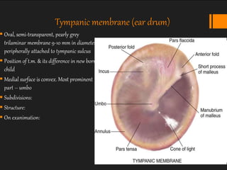 anatomy of ear | PPTX