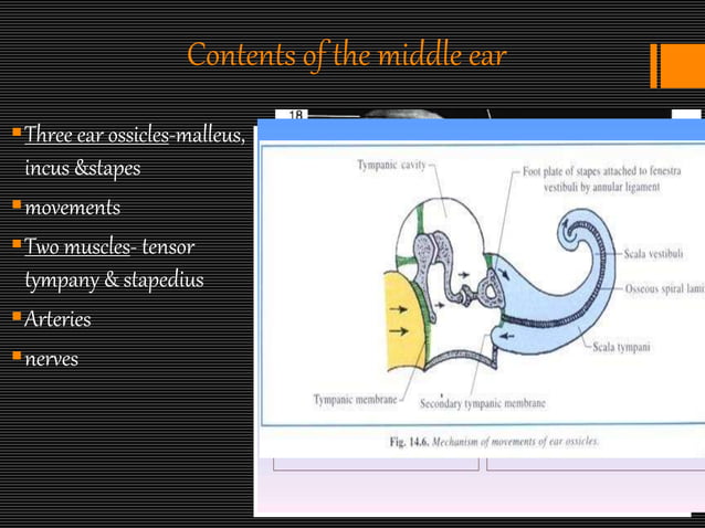 anatomy of ear | PPT