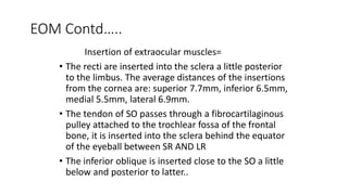 anatomy of eyeball | PPTX
