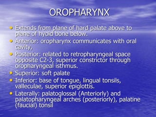 1 ANATOMY OF PHARYNX.pptx