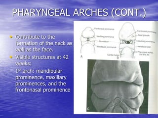 1 ANATOMY OF PHARYNX.pptx