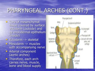 1 ANATOMY OF PHARYNX.pptx