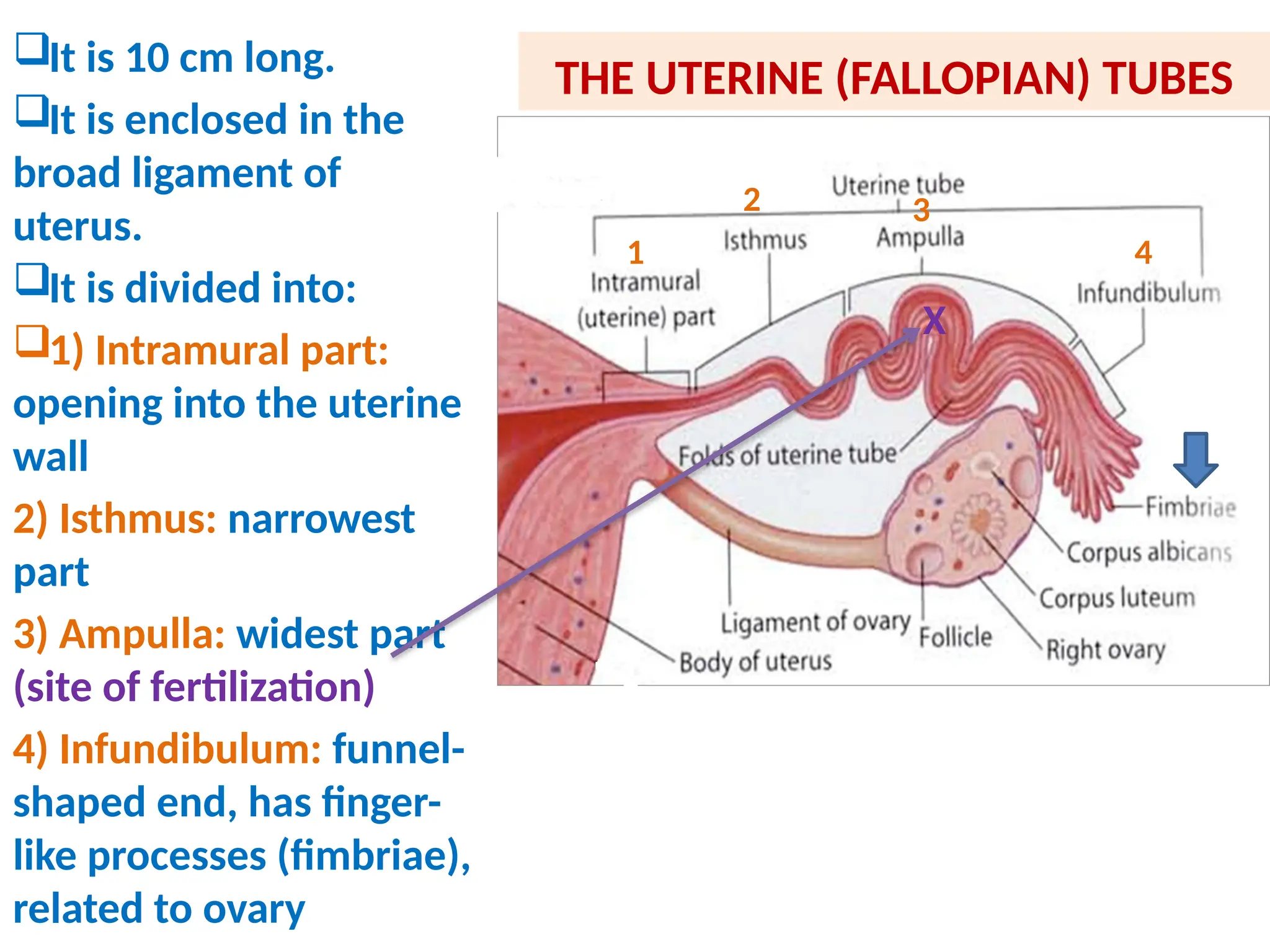 1) Anatomy of the Female Reproductive System.pptx