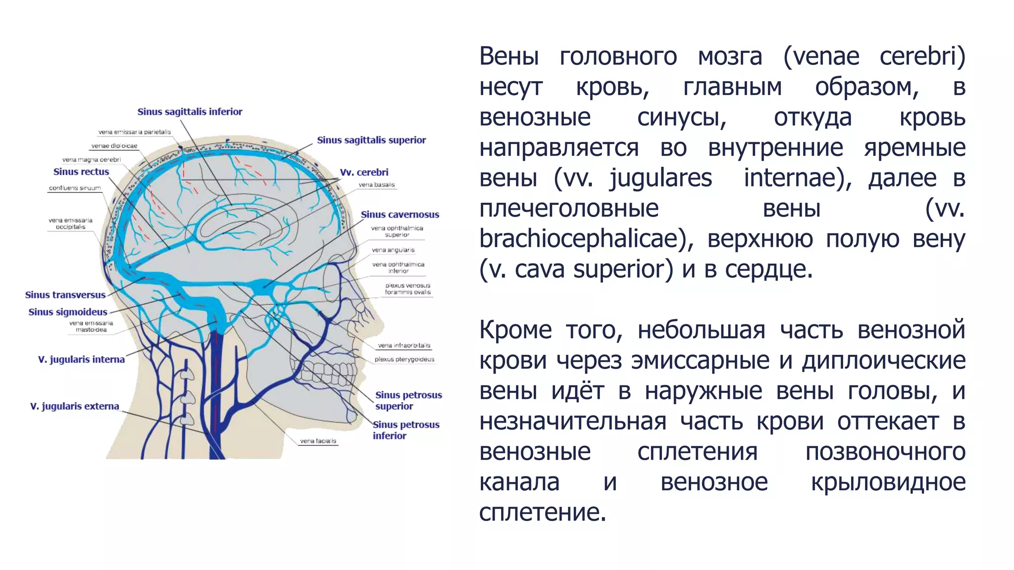 Anatomy of the venous system of the brain | PPT