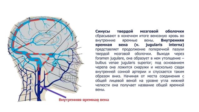 Anatomy of the venous system of the brain