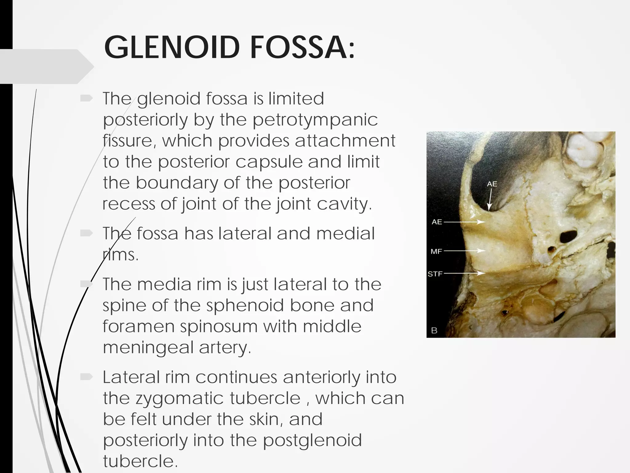 1 anatomy & physiology of tmj | PDF