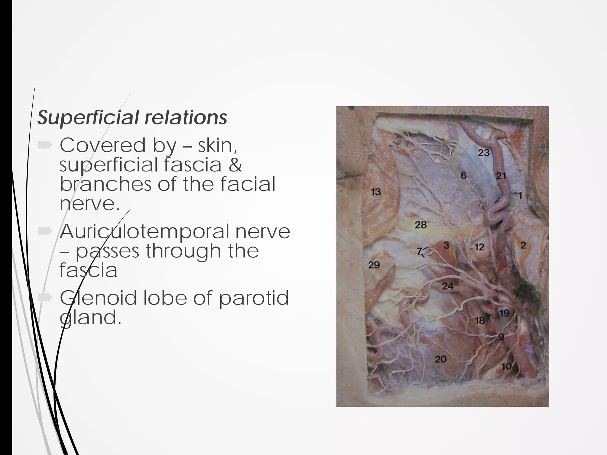 1 anatomy & physiology of tmj | PDF