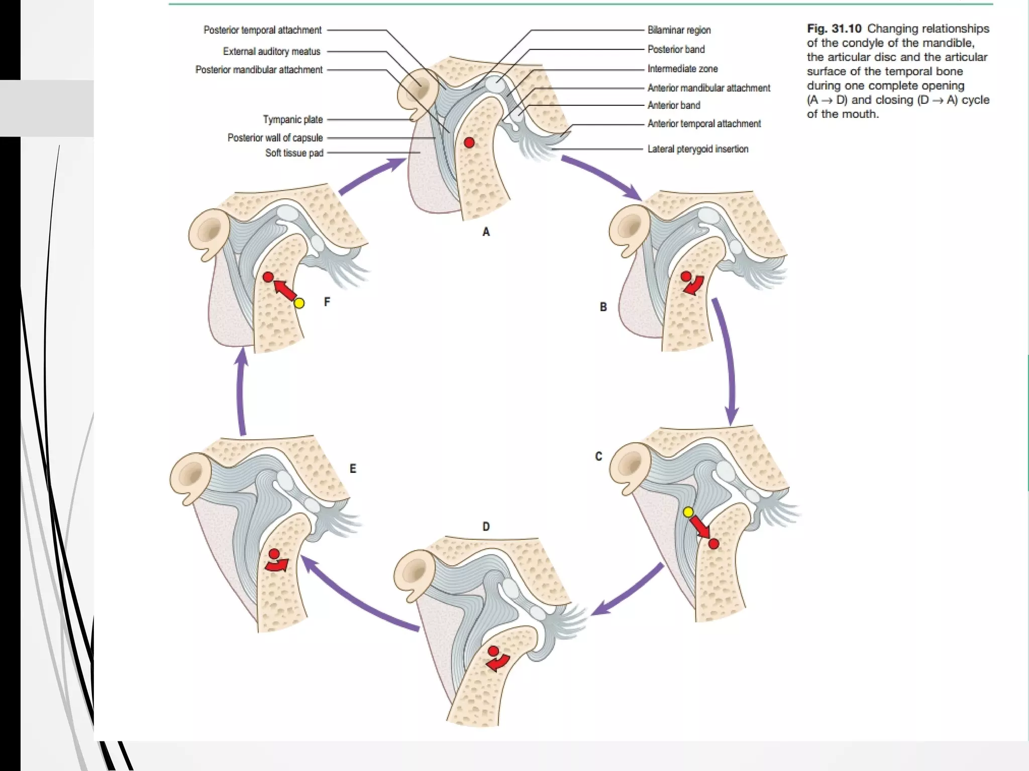 1 anatomy & physiology of tmj | PDF