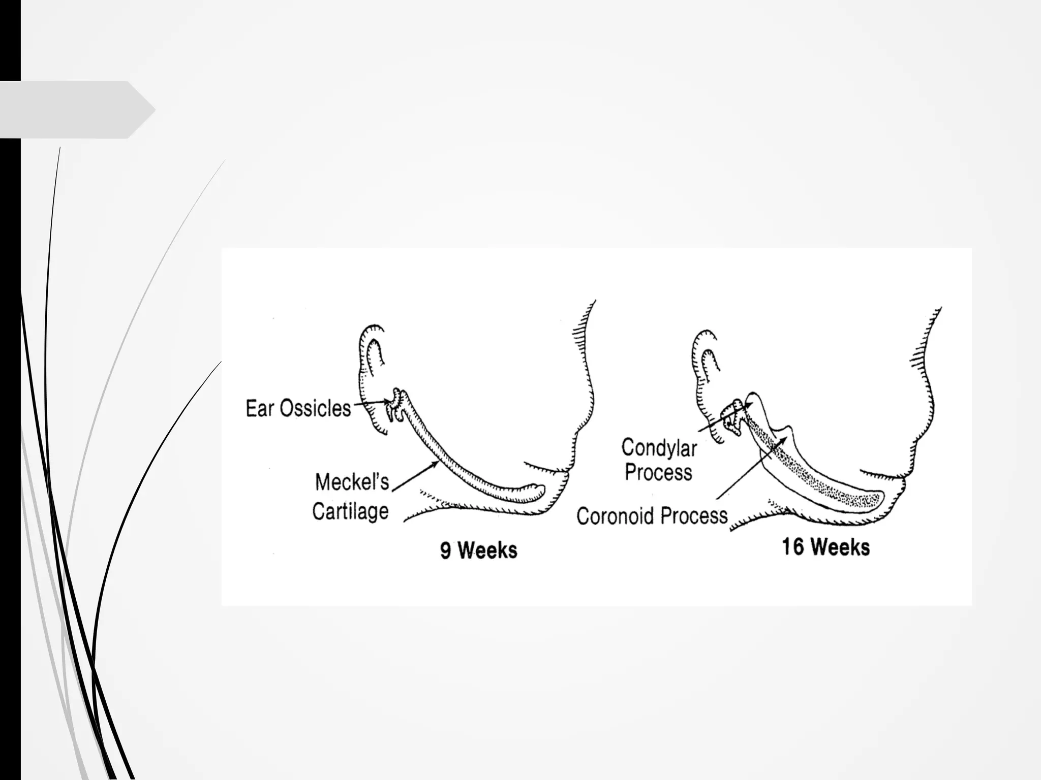 1 anatomy & physiology of tmj | PDF