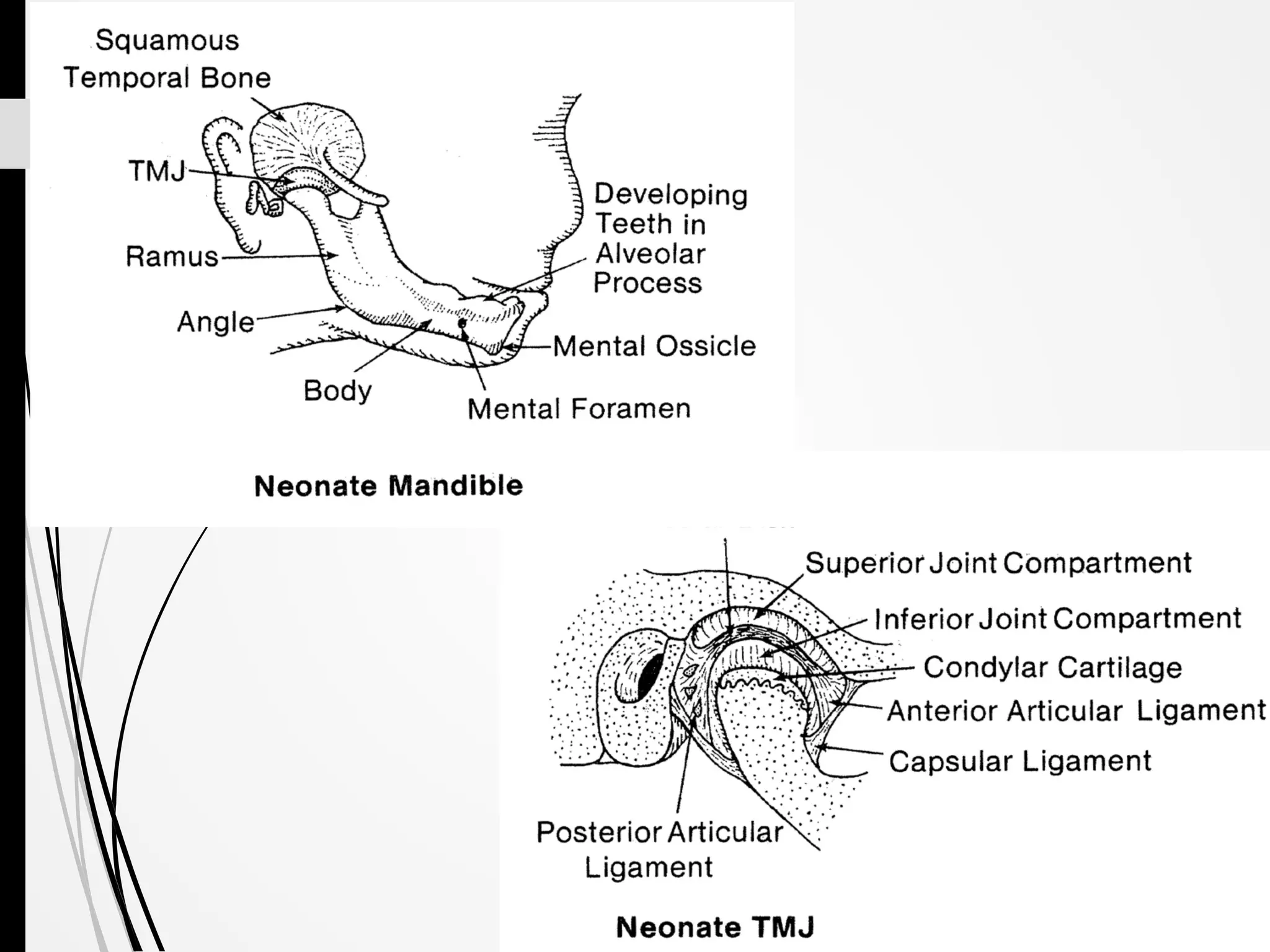 1 anatomy & physiology of tmj | PDF