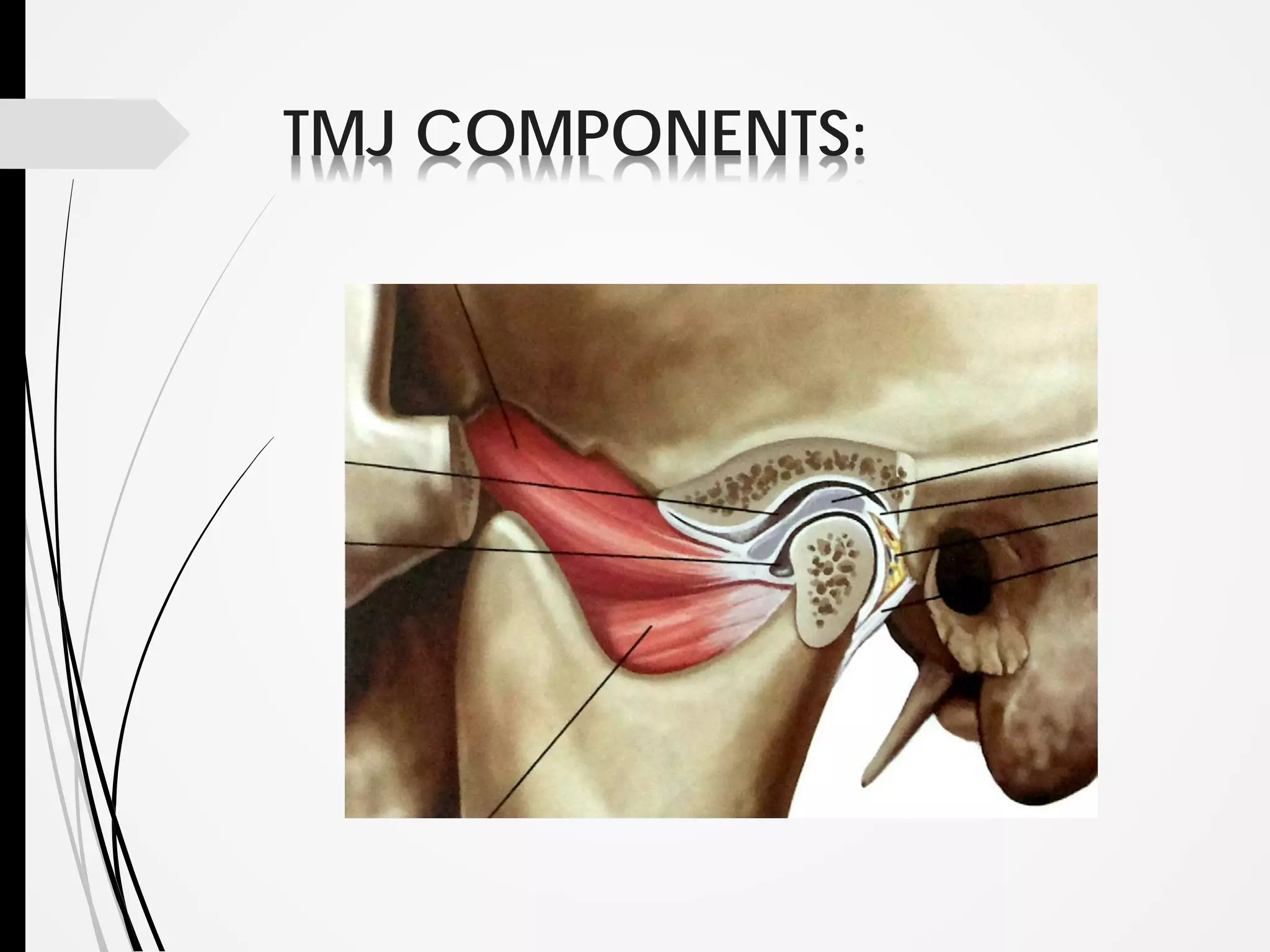1 anatomy & physiology of tmj | PDF