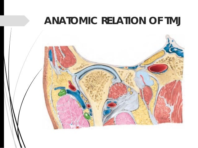 1 anatomy & physiology of tmj