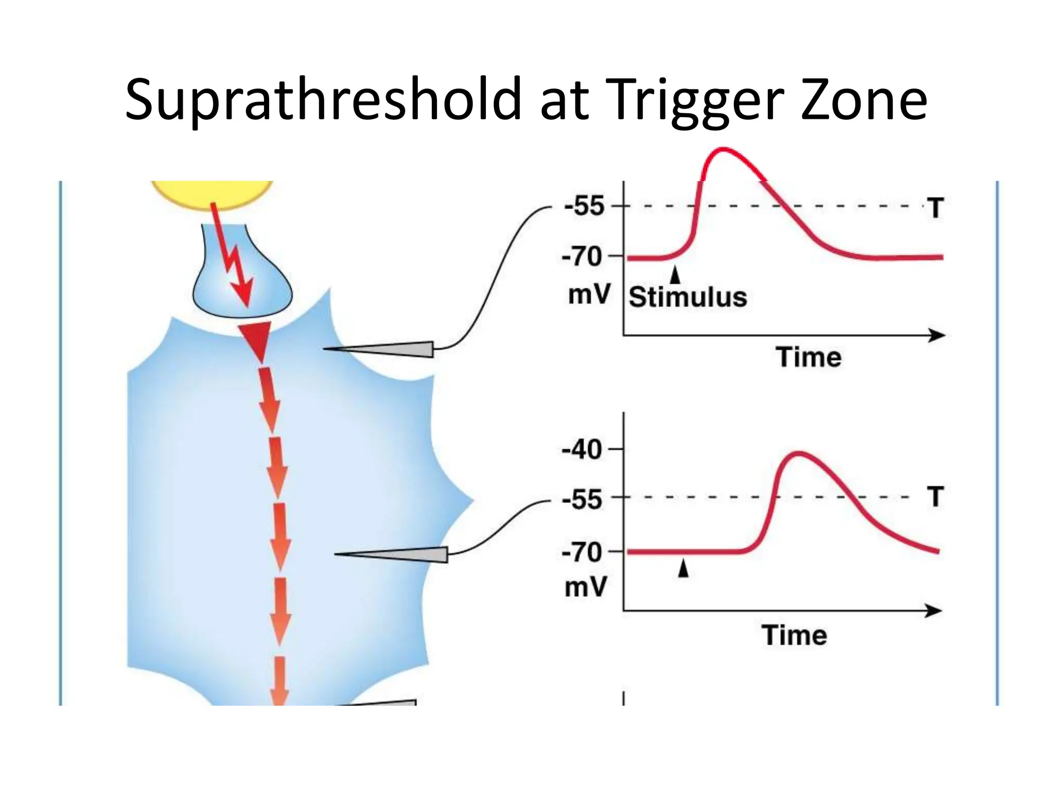1 and 2 Neurophysiology-student (2).pptx