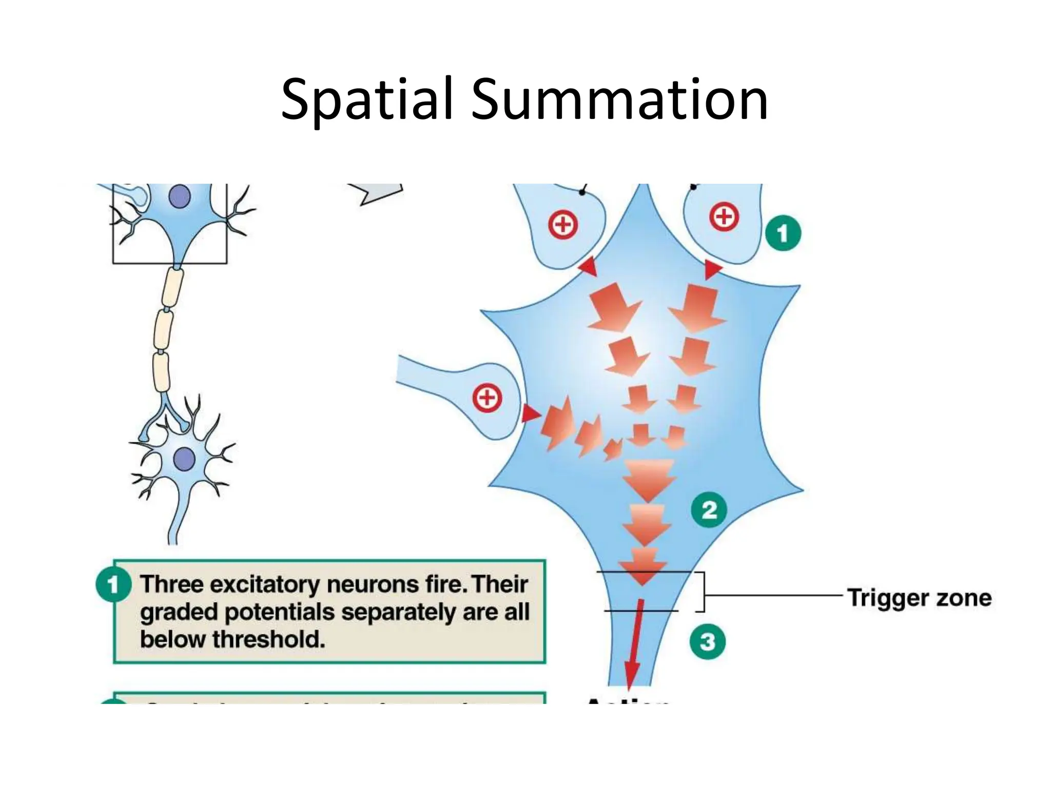 1 and 2 Neurophysiology-student (2).pptx